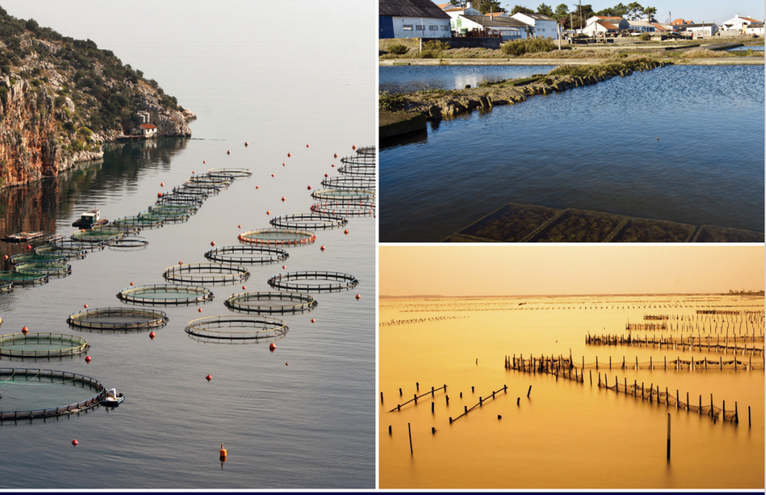 AQUACULTURE VIROLOGY - Thiên Phúc Thịnh