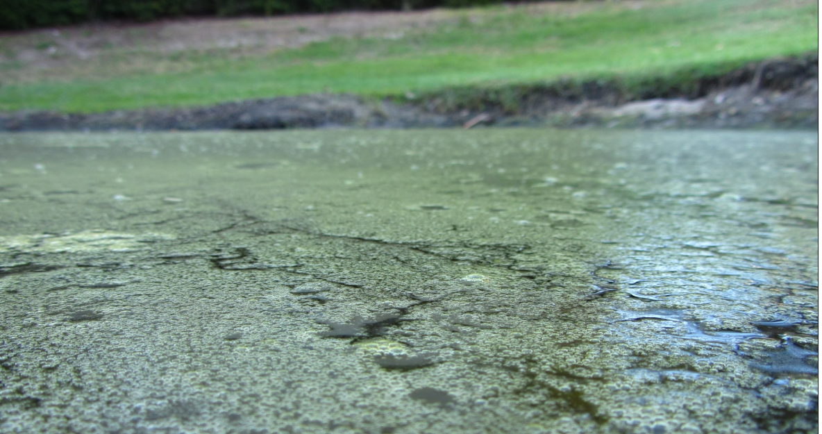 MANAGING AND CONTROLLING ALGAE IN PONDS - Thiên Phúc Thịnh
